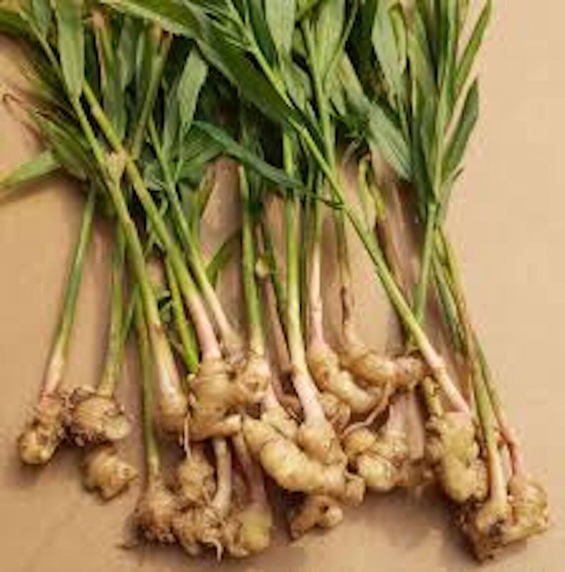 1 Ginger Root Plant: Zingiber Officinale, Starter Plug - Etsy