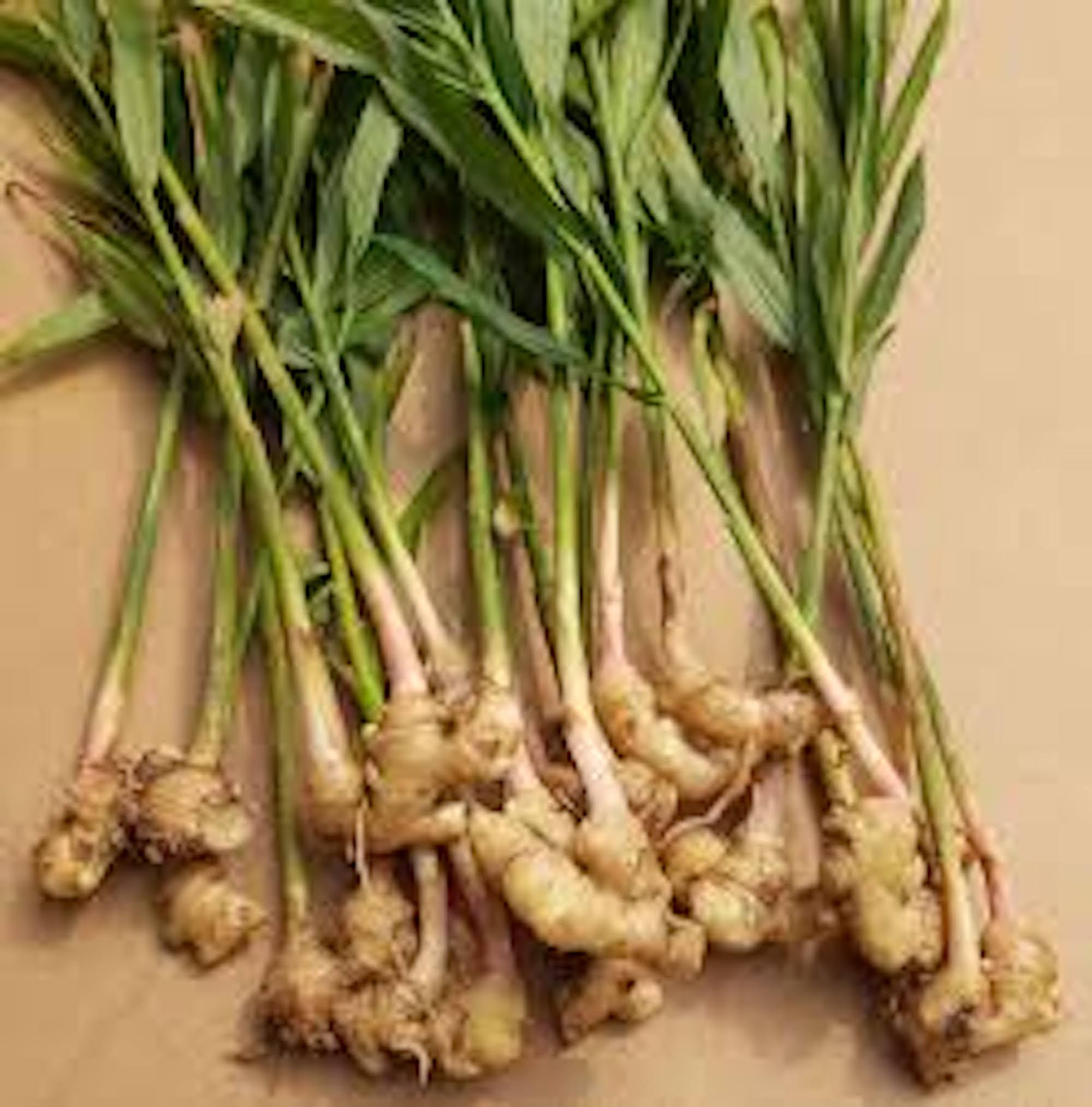 1 Ginger Root Plant: Zingiber Officinale, Starter Plug - Etsy