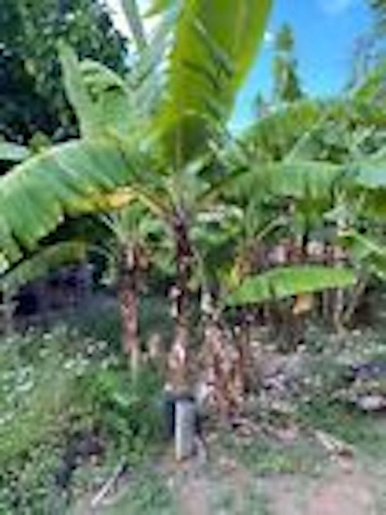 10 Gran Nain Banana Tree Starter Plants: Dwarf Fruit Tree - Etsy