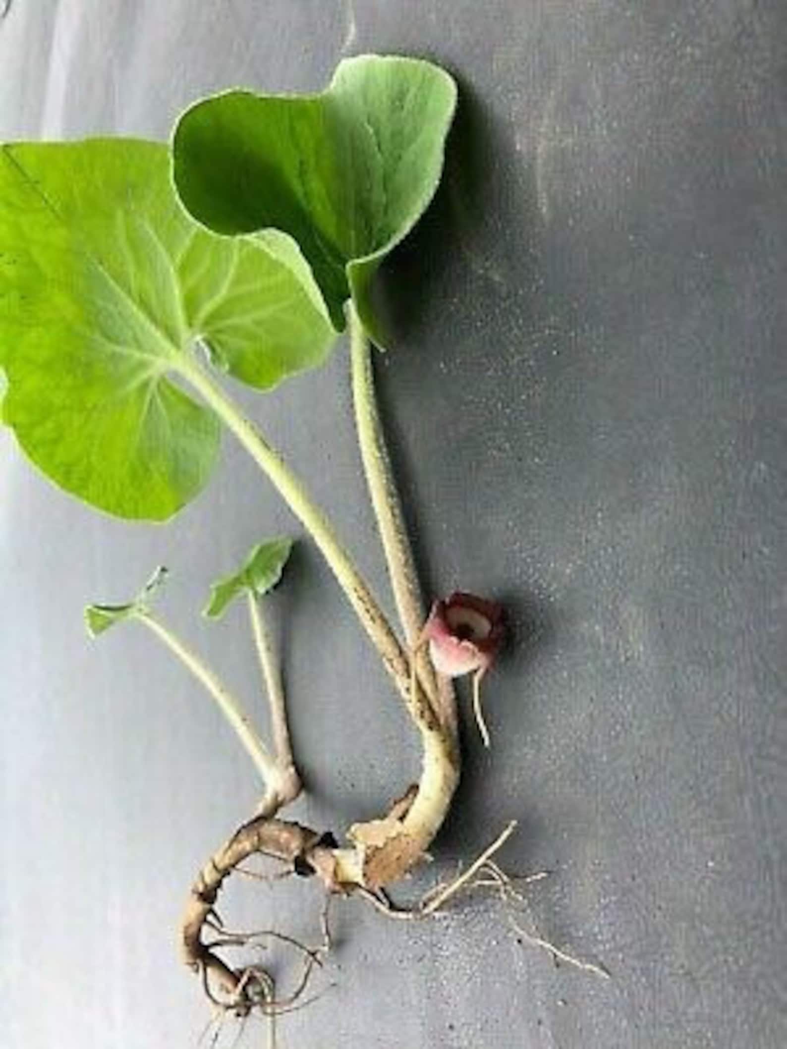 20 Wild Ginger Plants Bare Roots Asarum Canadense Organic | Etsy