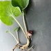 3 Wild Ginger Plants Bare Roots Asarum Canadense Organic Planting Stock ...