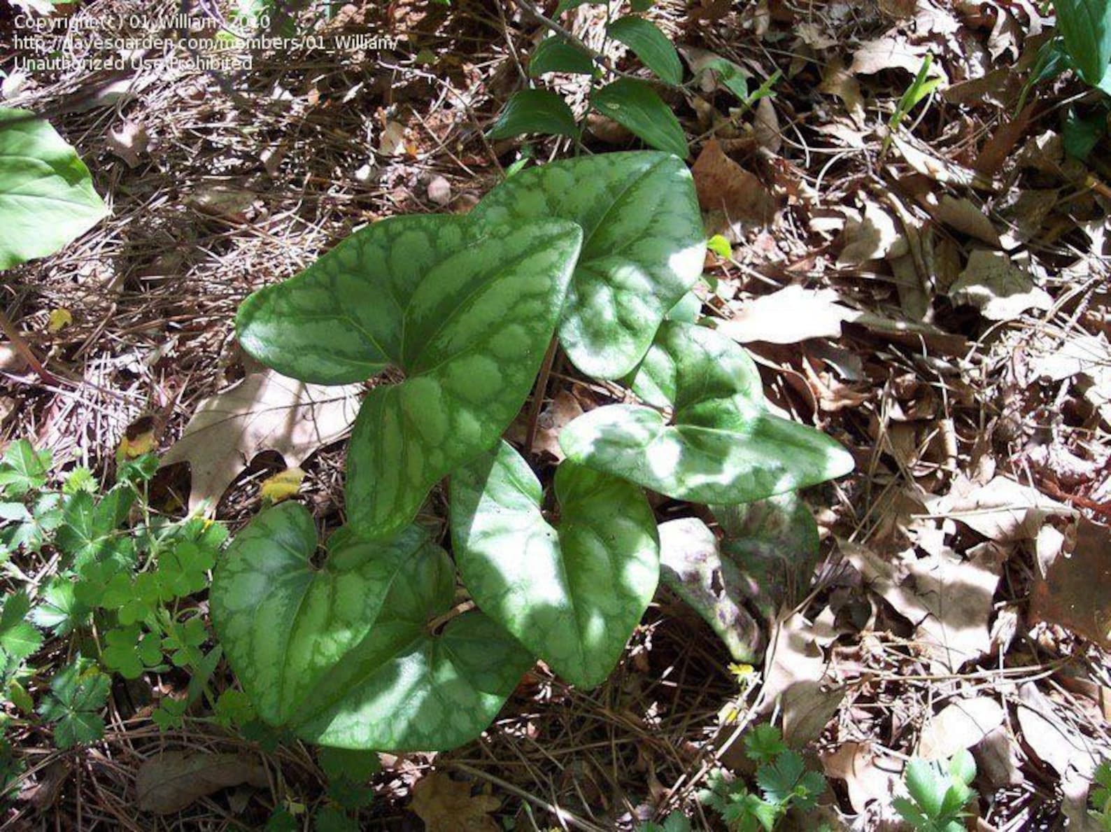 5 Heartleaf Ginger Plant Bare Root Hexastylis Arifolia Organic | Etsy