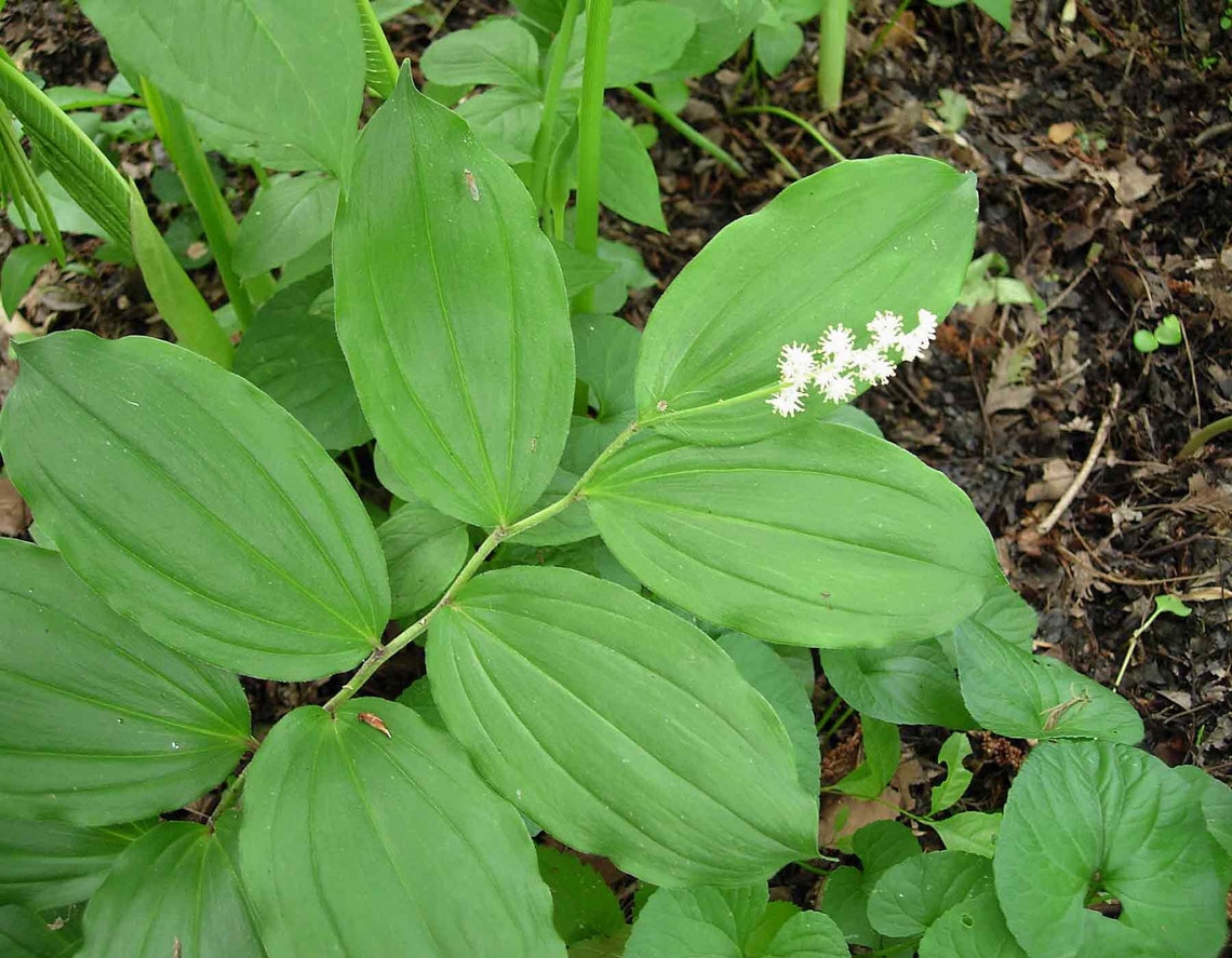 20 False Solomons Seal Plants Bare Root Maianthemum Racemosum - Etsy