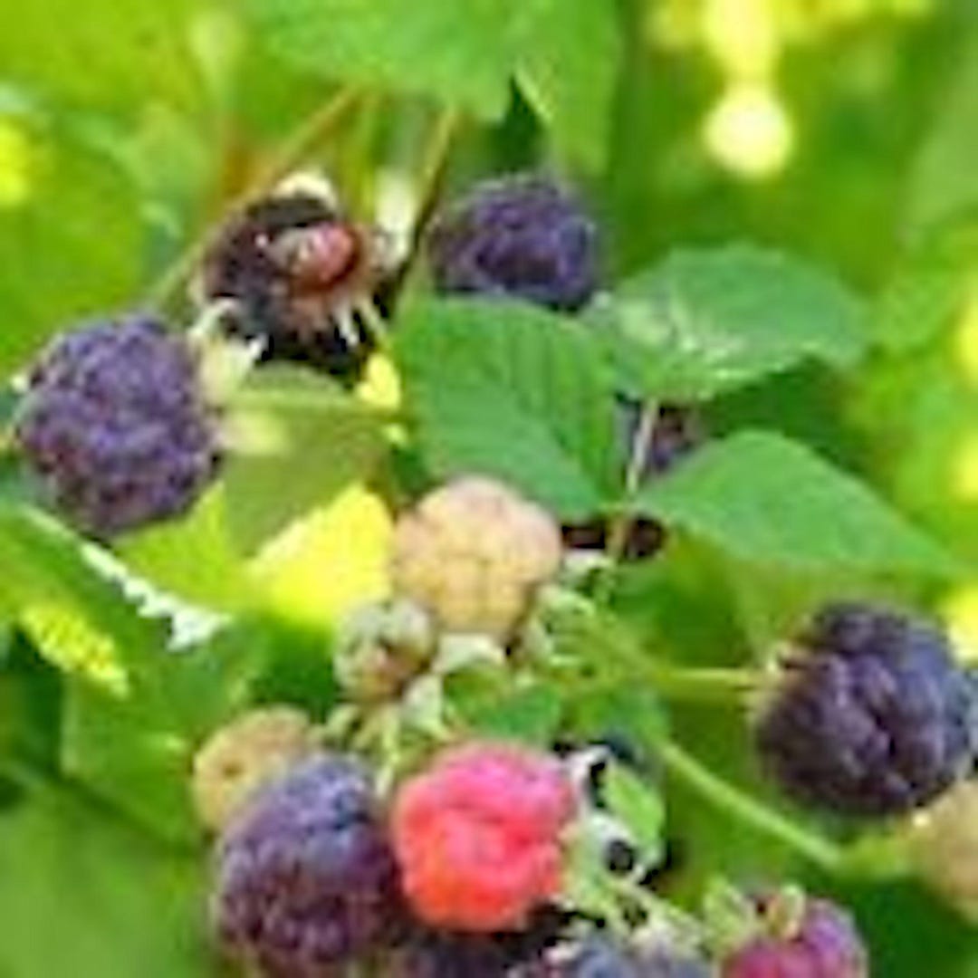 3 Glencoe Raspberry Plants Thornless Purple Raspberry Starter Plant ...