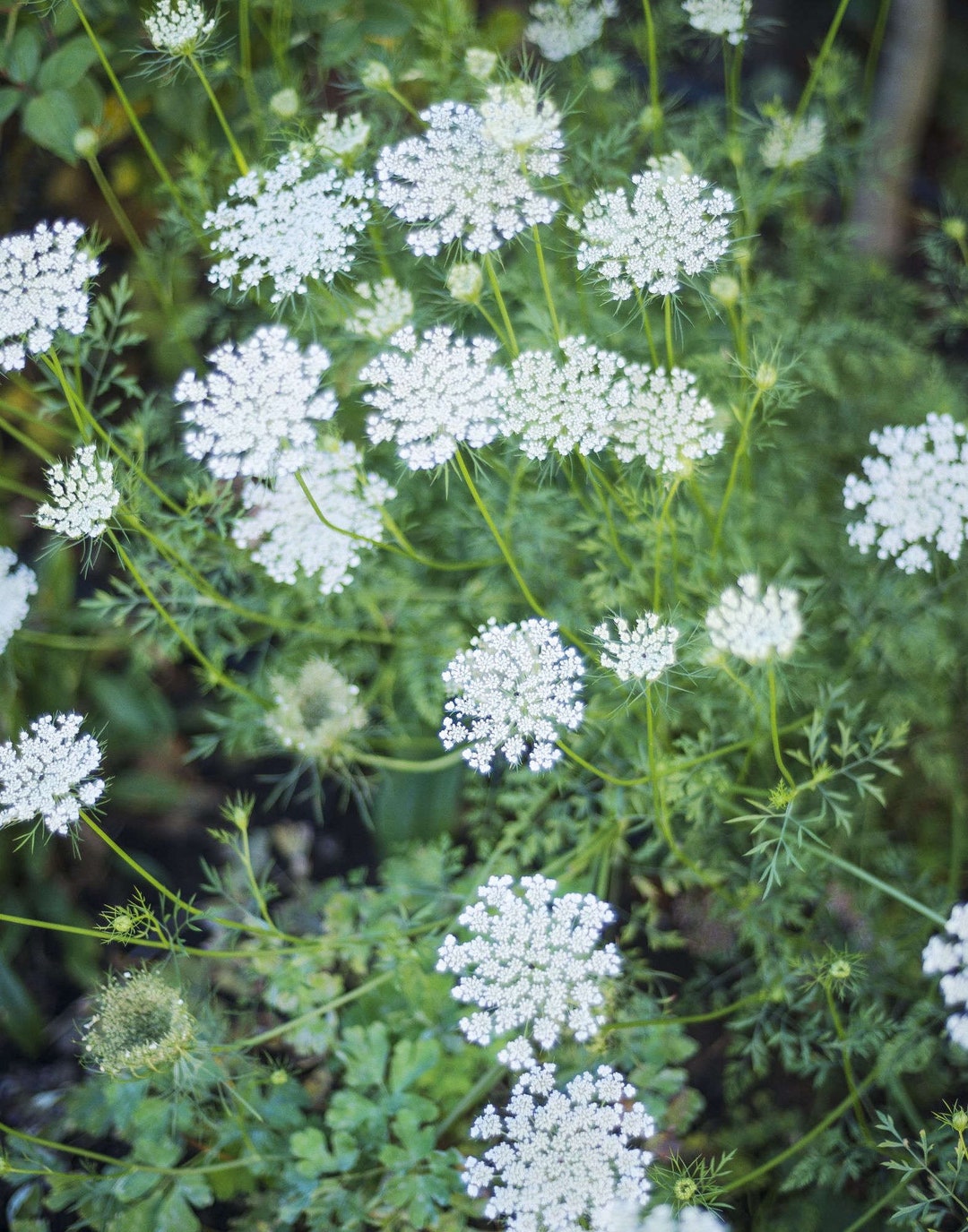 Queen anne's lace plant store