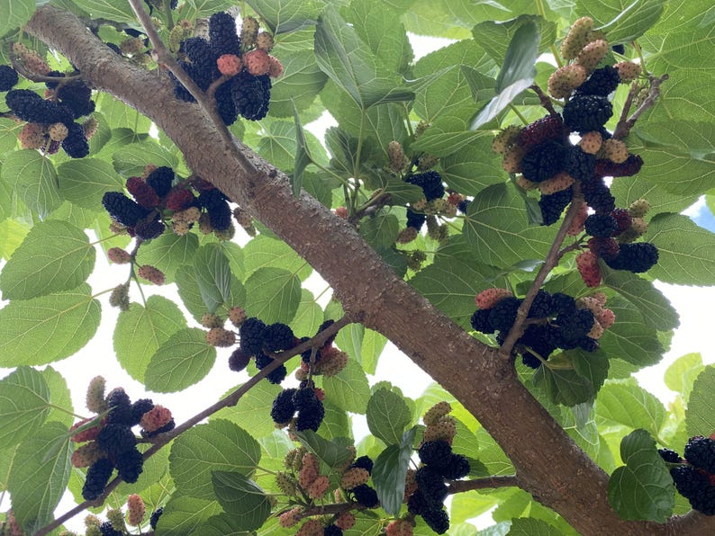 5 Pakistan Mulberry Tree Starter Plug Morus Macroura - Etsy
