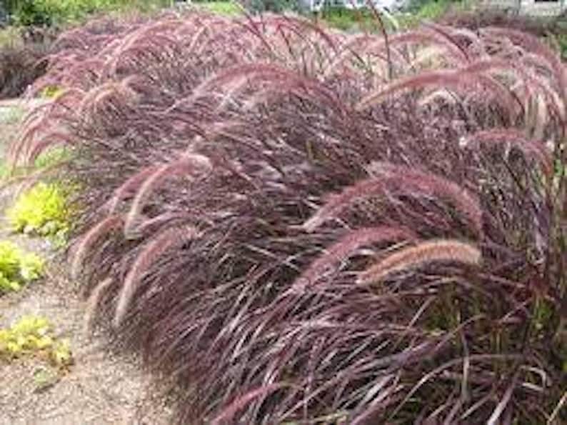 20 Red Fountain Grass Bare Root Plugs, Fall Color Ornamental Plant - Etsy