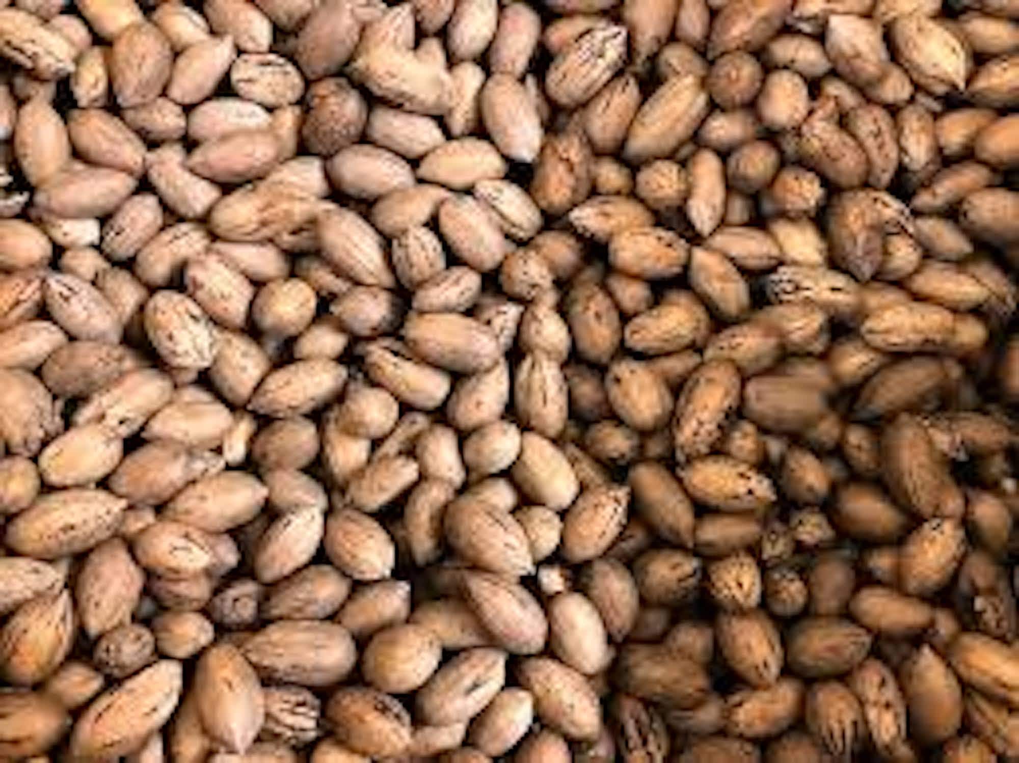 5 Northern Hardy Pecan Tree Seeds - Etsy