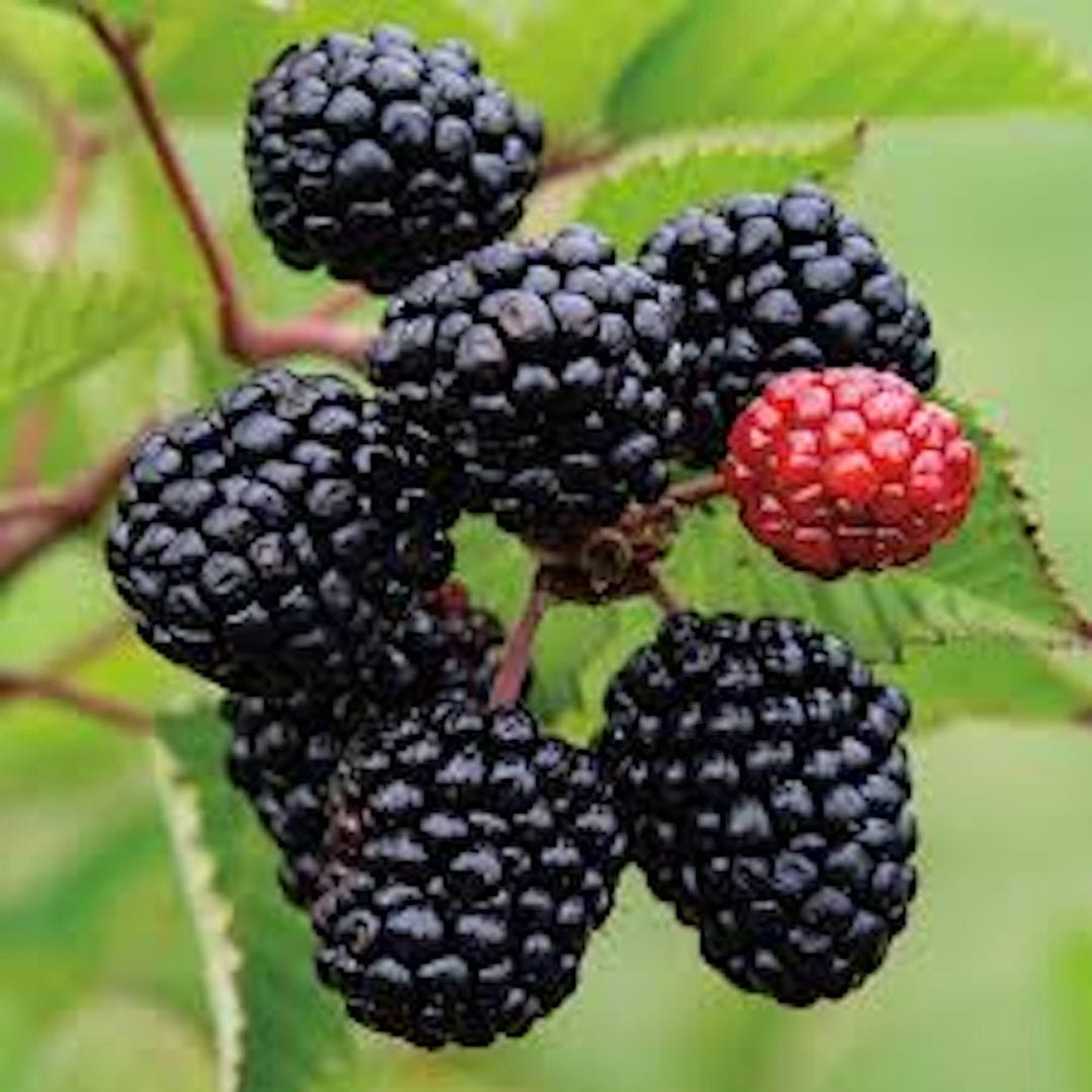 5 Prime Ark Freedom Blackberry Plant Thornless Rubus Starter Plant ...