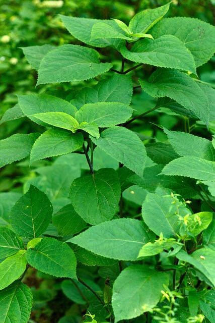 5 Stone Roots Plants Bare Roots Collinsonia Canadensis Organic - Etsy