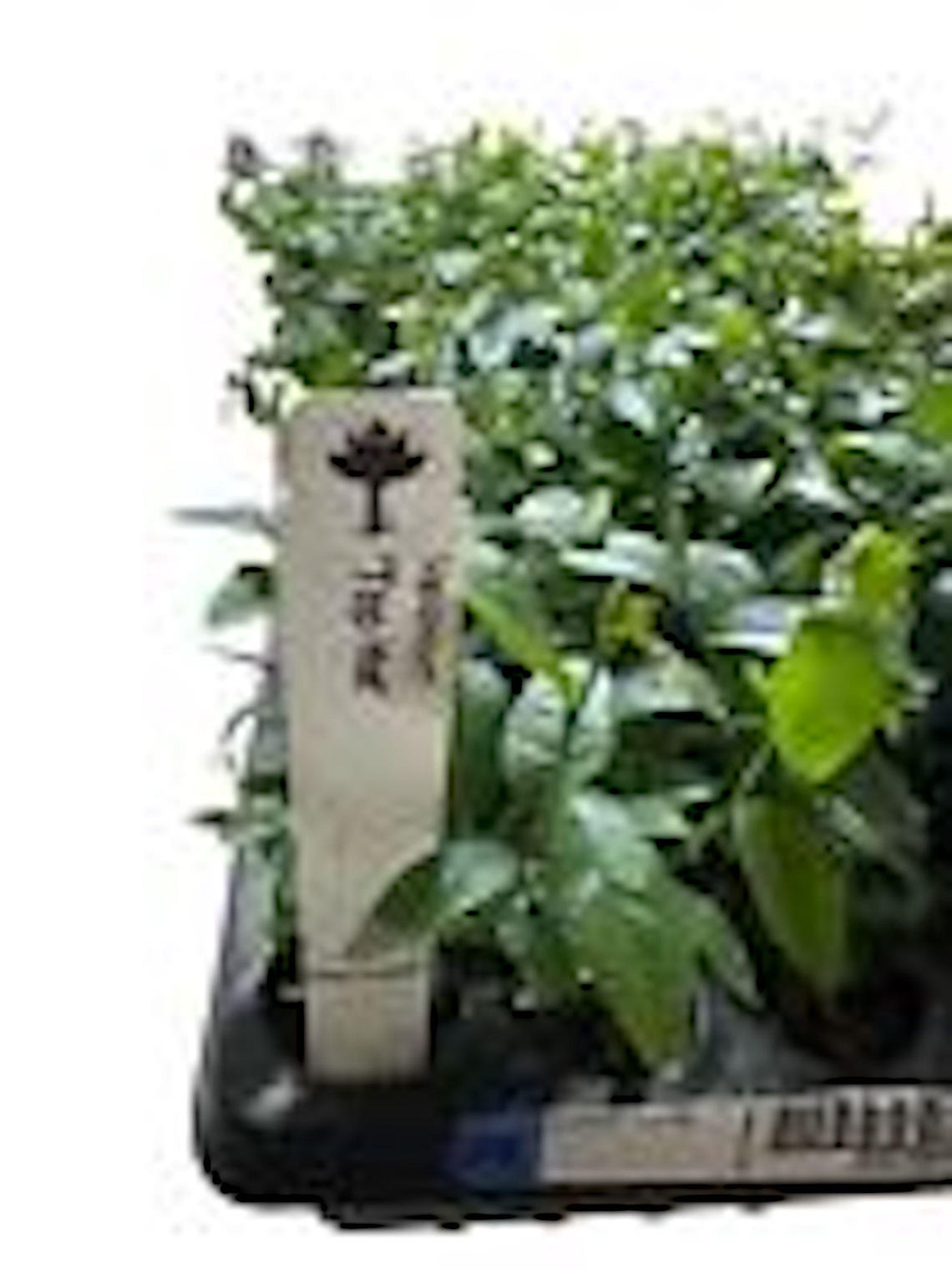 3 Top Hat Dwarf Blueberry Vaccinium Angustifolium Starter Plant Fruit ...