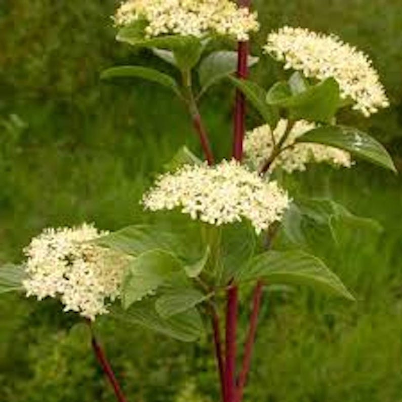 1 Red Twig Dogwood Shrub 12-24in Tall Cornus Sericea Landscape Plant - Etsy