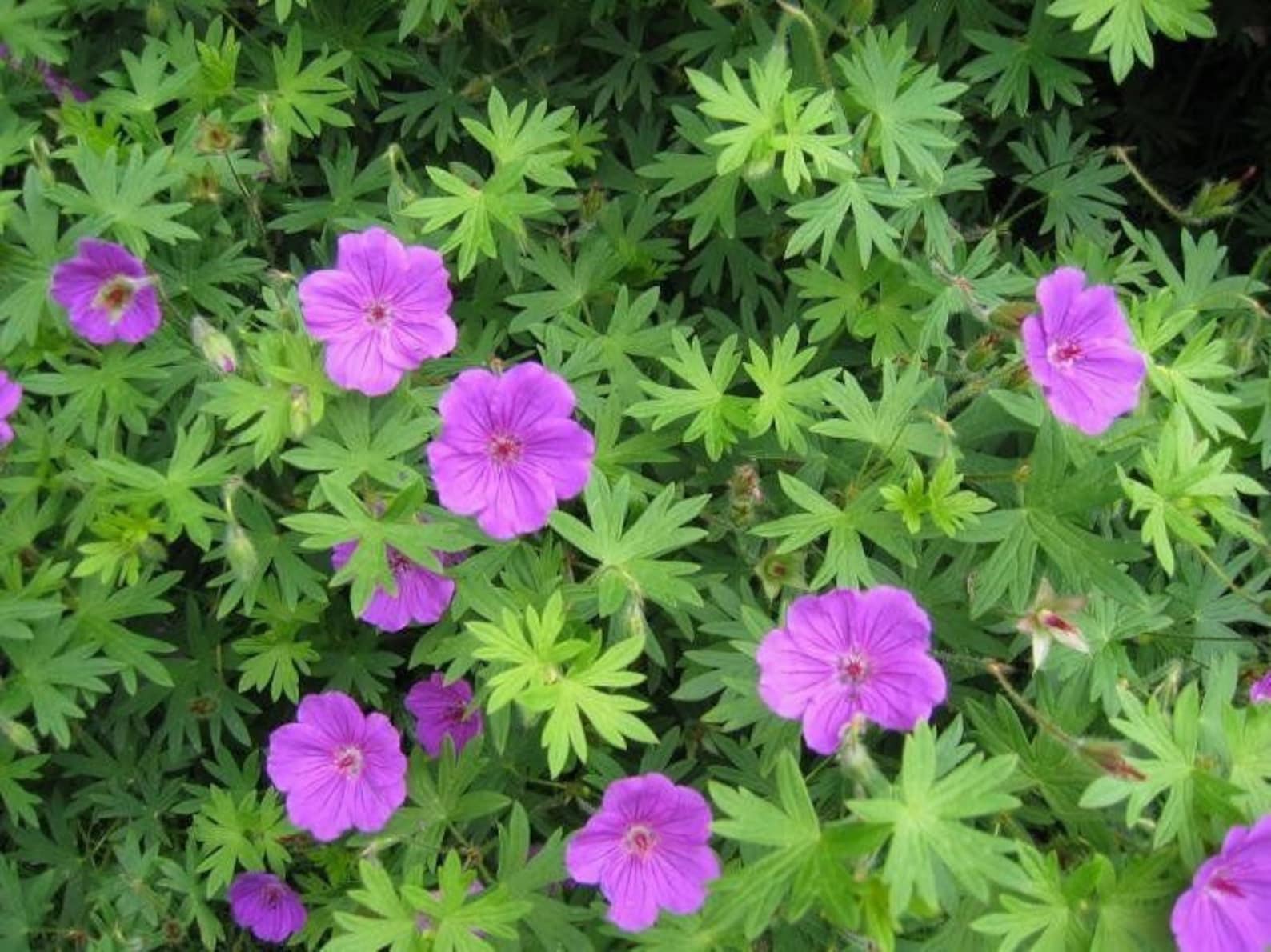 40 Wild Geraniums Plants Cranesbill Geranium Maculatum Organic - Etsy