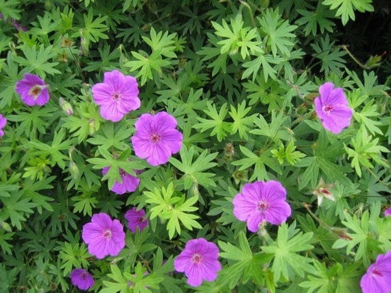 Cranesbill
