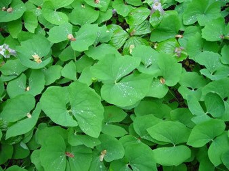 20 Twinleaf Plant Bare Roots - Organic Jeffersonia Diphylla Wildflower ...