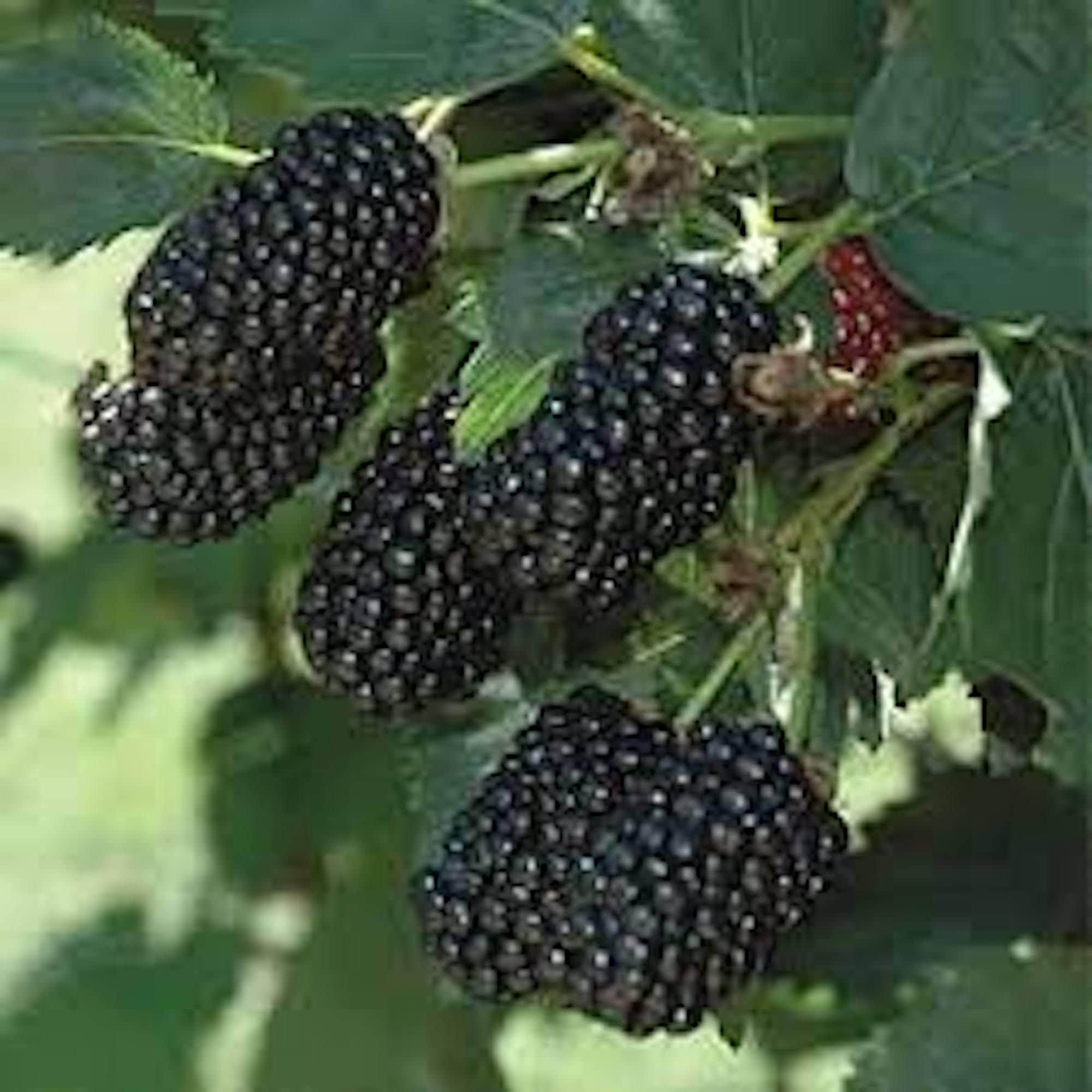5 Prime Ark 45 Blackberry Plant Primocane Rubus Starter Plant Fruit ...