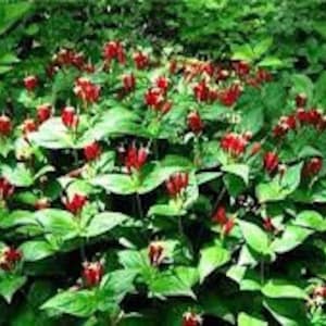 5 Indian Pinkroot Plant Spigelia Marilandica Bare Root Native Perennial ...
