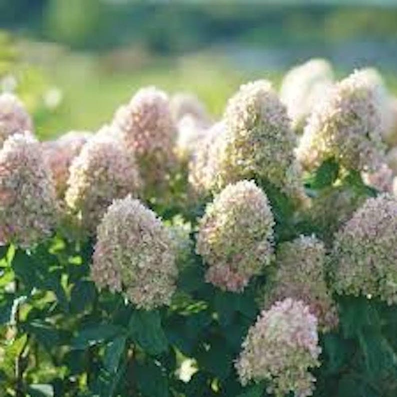 10 Limelight Hydrangea Bare Root Plug Starter - Etsy