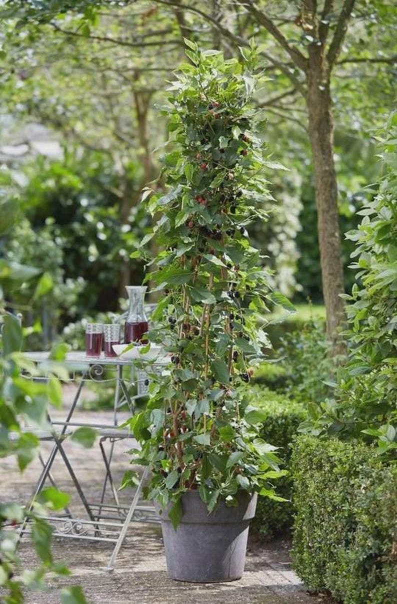 10 Mojo Berry Mulberry Bush Starter Plant Morus Rotundiloba - Etsy