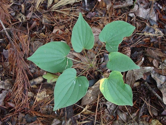 Florida Wild Yam