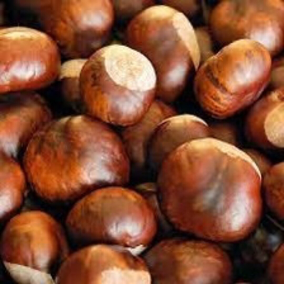 10 Dunstan American Chestnut Tree Seeds Hybrid American Chinese Cold ...
