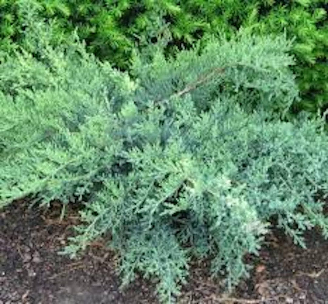 5 Nicks Compact Juniper Shrub Plugs: Blue-green Evergreen - Etsy