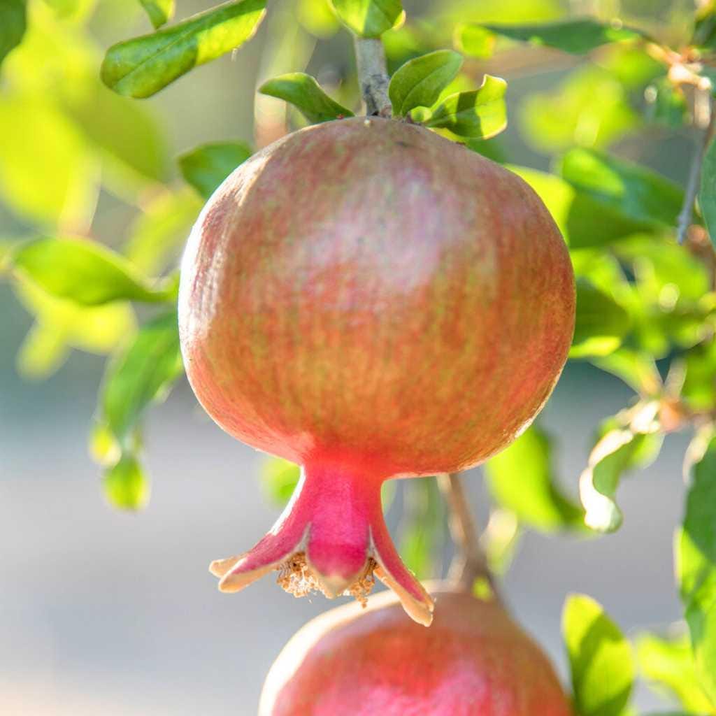 1 Salavatski Russian Pomegranate Tree Starter Plant Punica Granatum ...