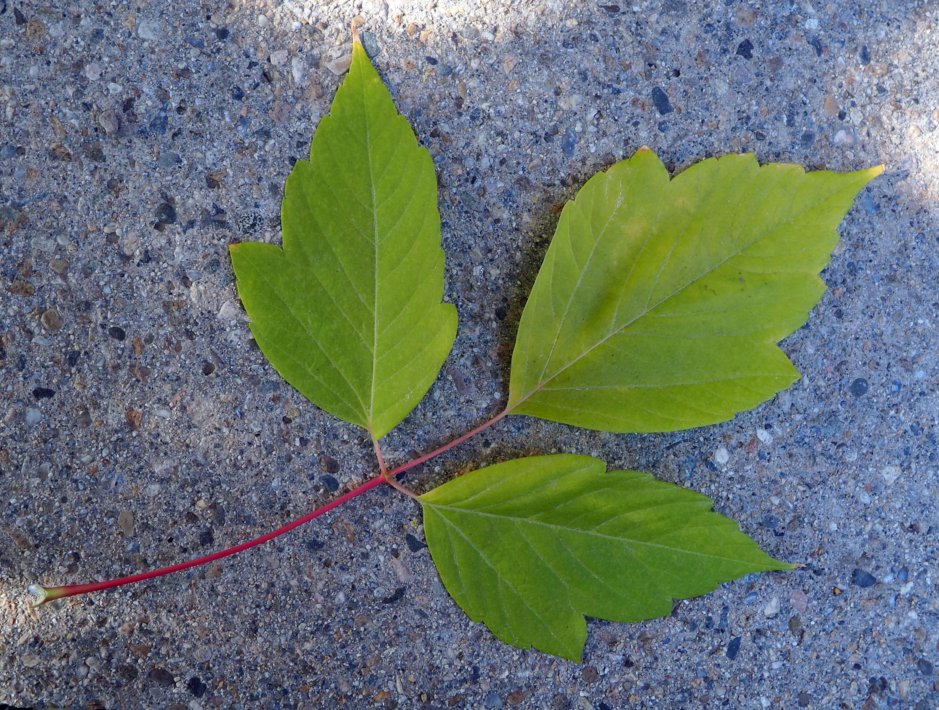 3 Boxelder Maple Tree Acer Negundo Starter Plant - Etsy