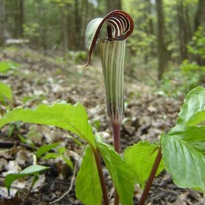20 Jack in the Pulpit Plants Bare Roots Organic Arisaema Triphyllum ...