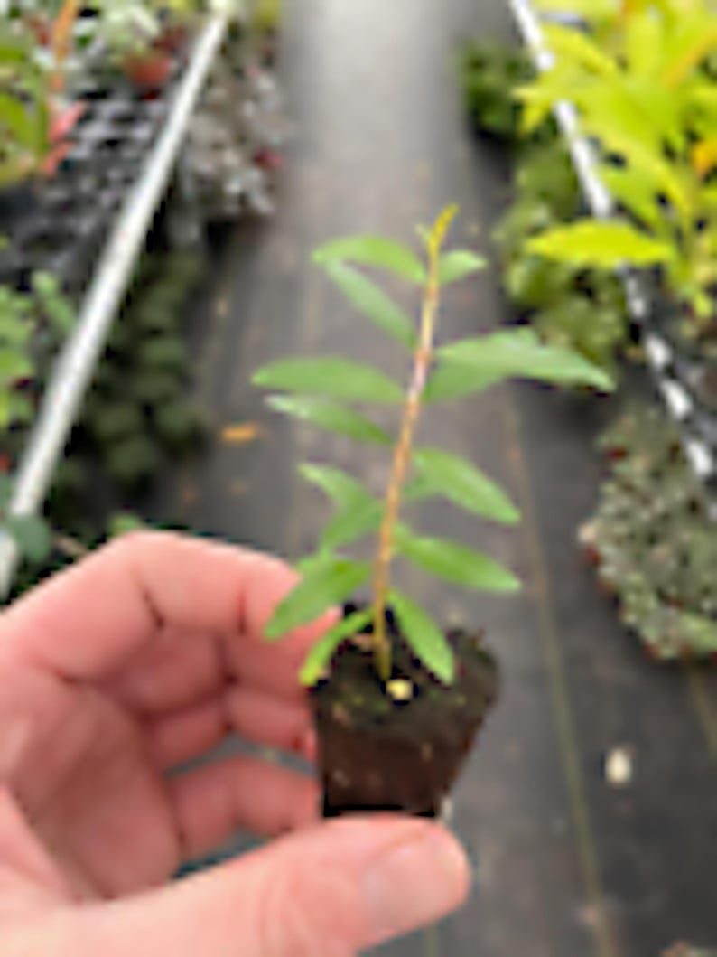 Pomegranate Tree Wonderfull Punica Granatum Edible Starter Plant - Etsy