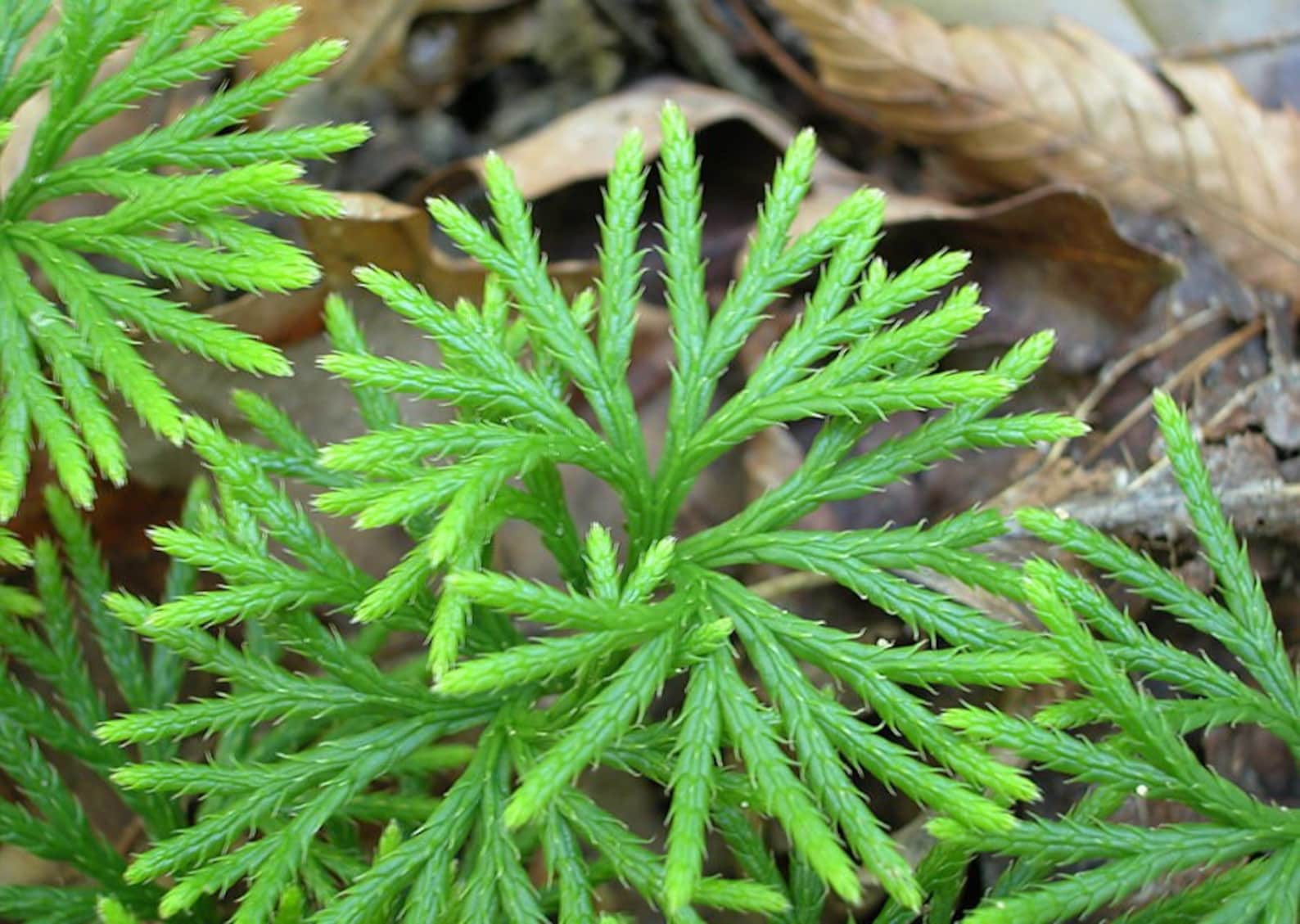 5 Fan Clubmoss Ground Cedar Lycopodium Complanatum Evergreen - Etsy