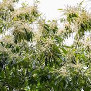 1 Dunstan Hybrid Chestnut Tree (12-24in Bare Root) - Etsy