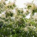 1 Dunstan Hybrid Chestnut Tree (12-24in Bare Root) - Etsy