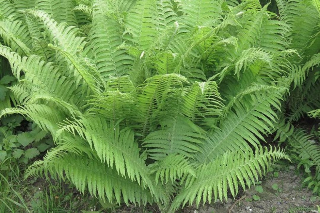 3 Lady Ferns Bare Root Athyrium Filix-femina Woodland Perennial Plant ...