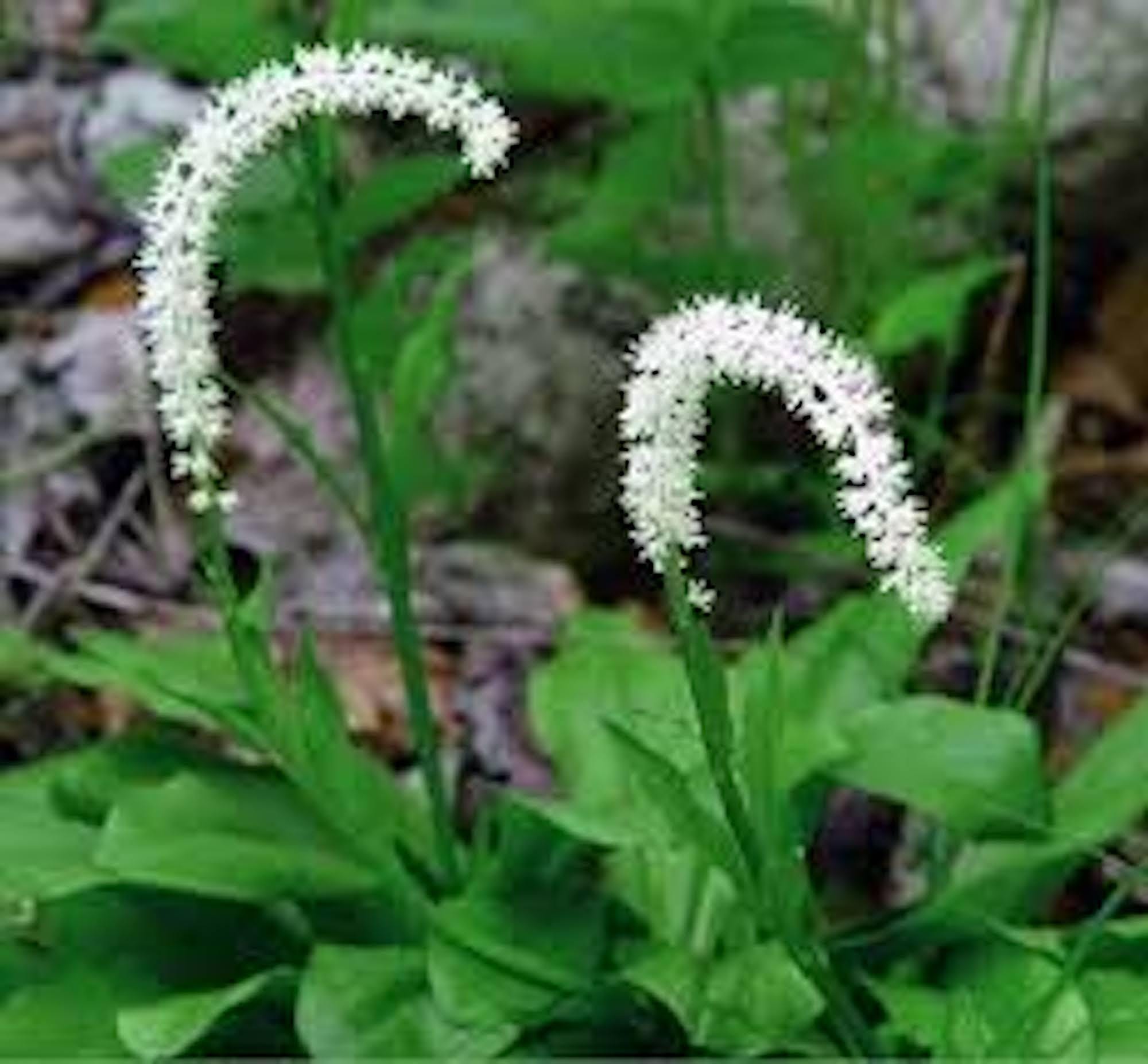 3 False Unicorn Plants Chamaelirium Luteum Bare Root Wildflower Native ...