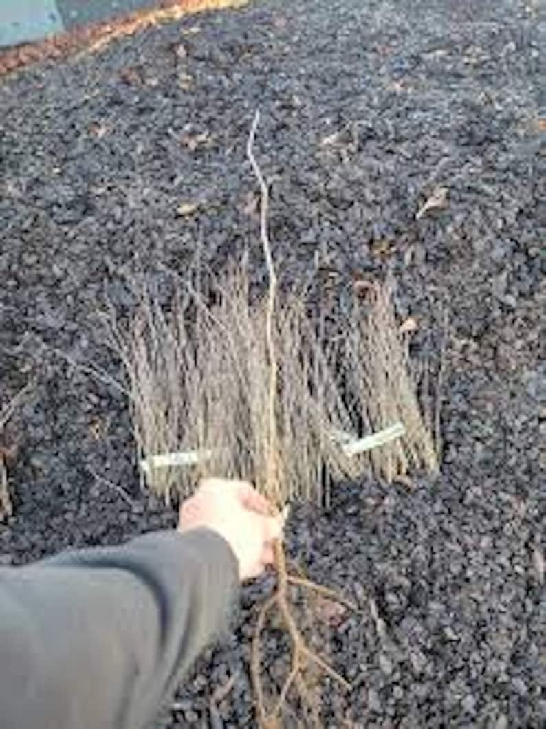 5 Eastern Redbud Tree 12-24" Tall Cercis Canadensis Bare Root - Etsy