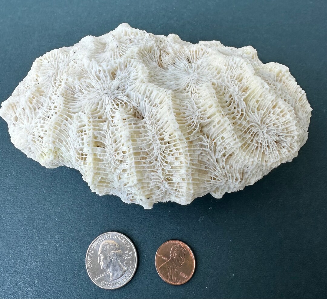 Brain Coral Fossil Stone 6*5 Inches - 16*12*9 Cm Coastal Home Decor ...