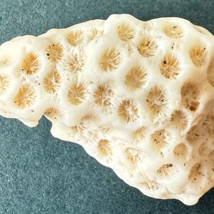 Coral Reef Fossil Rocks 16pcs Coastal Decor - Coastal Home Decor - Home ...