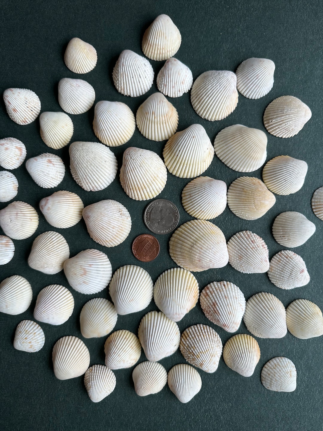 Rare Unique Sea Shells 50 Pcs Florida - Etsy