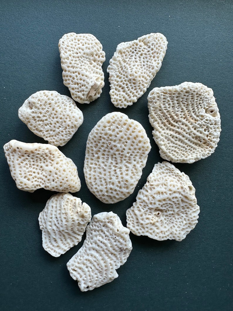 Fossilized Reef Coral Rock Natural Fossil Stone Ancient Ocean Rock ...