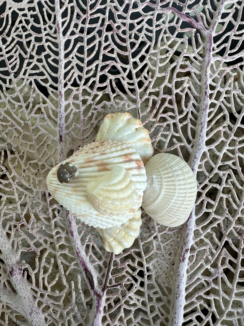 Sea Shell Fish Figurine Magnet 3pcs Handcrafted Shells Sculpture ...