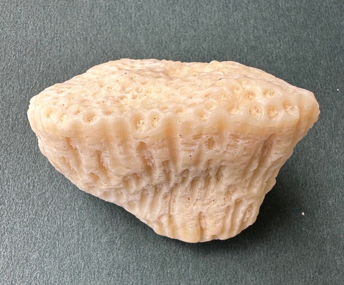 Rare Coral Fossil Reef Rocks 12 Pcs - Etsy