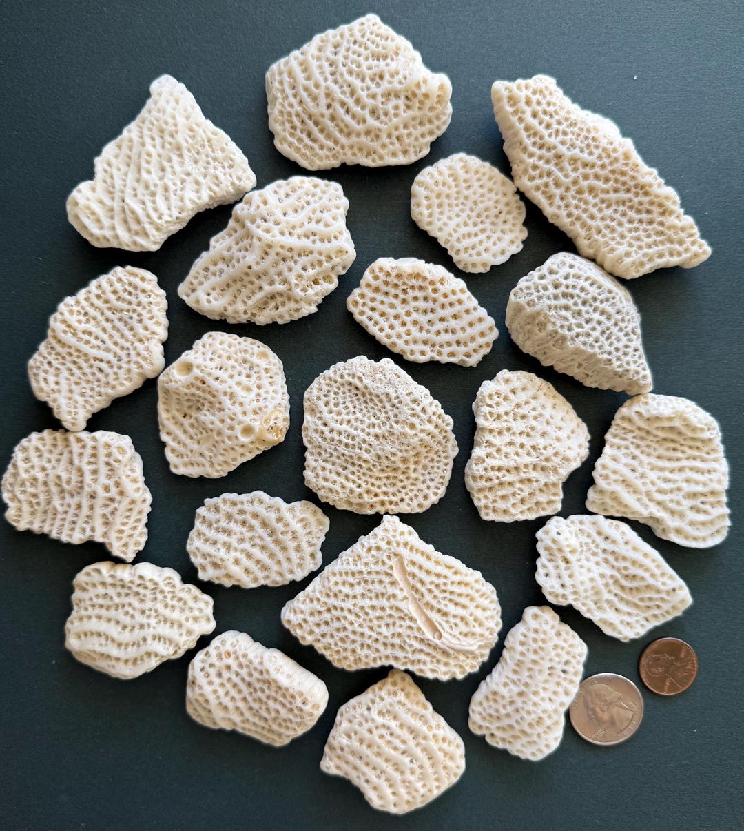 Fossil Coral Reef Rocks 20pcs - Coastal Home Decor - Coral Decor - Home ...