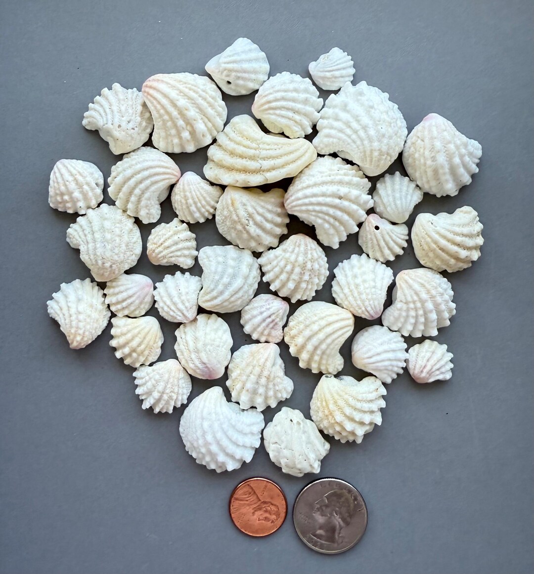 Rare Natural Sea Shells 40 Pcs. - Wall Decor - Coastal Decor - Sea ...