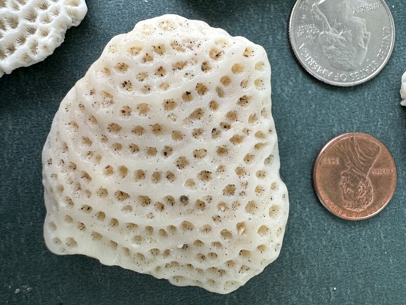 Ocean Brain Coral Fossil Stone 8pcs Natural Fossilized Coral Rock Reef ...