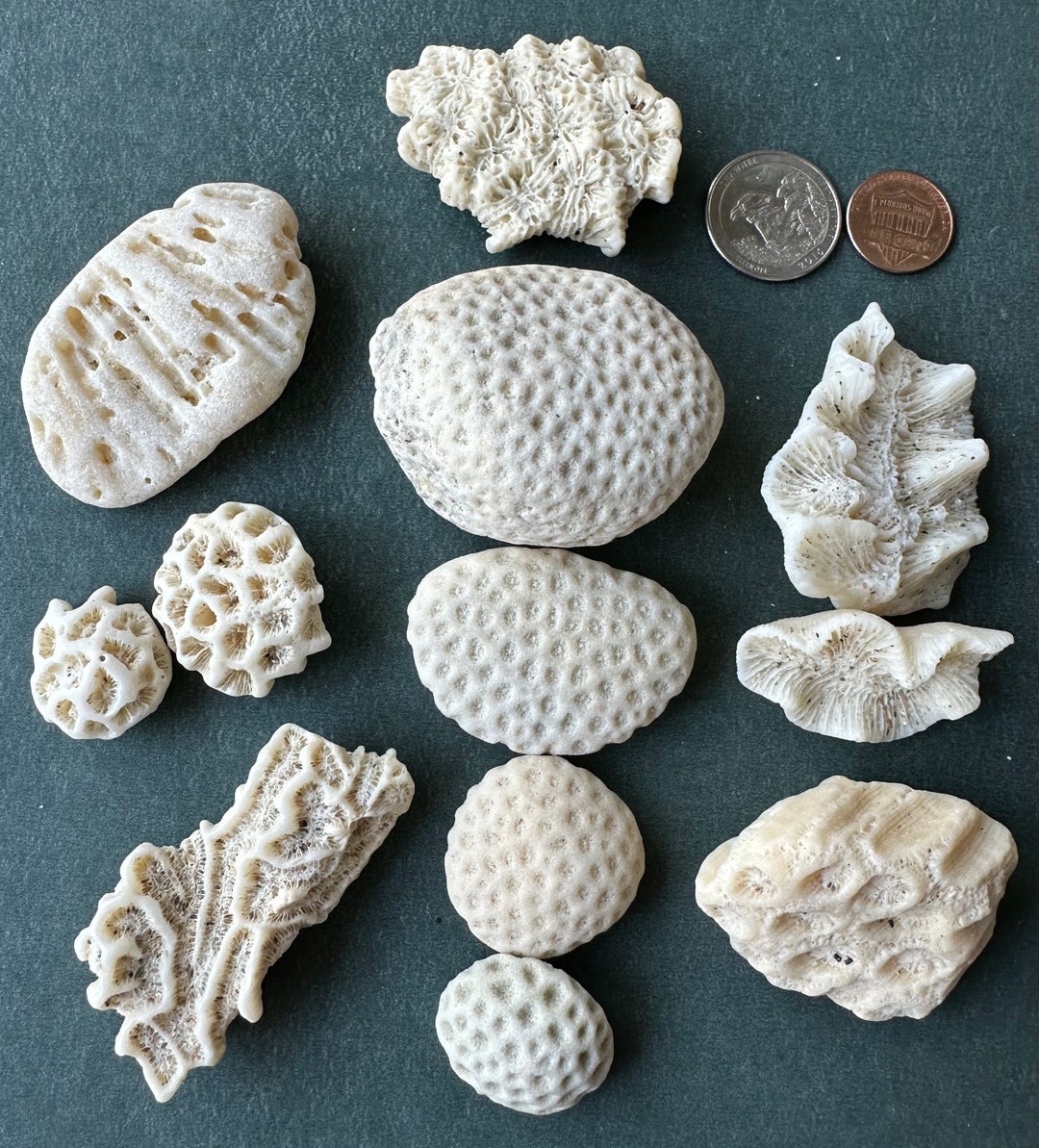 Coral Fossil Natural Stone 12pcs - Etsy