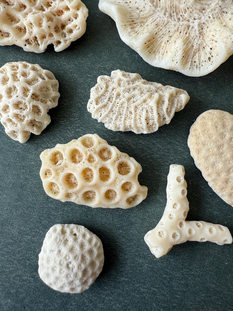Fossil Coral Rocks 12 Pcs - Coastal Decor - Aquarium Decor - Coastal ...
