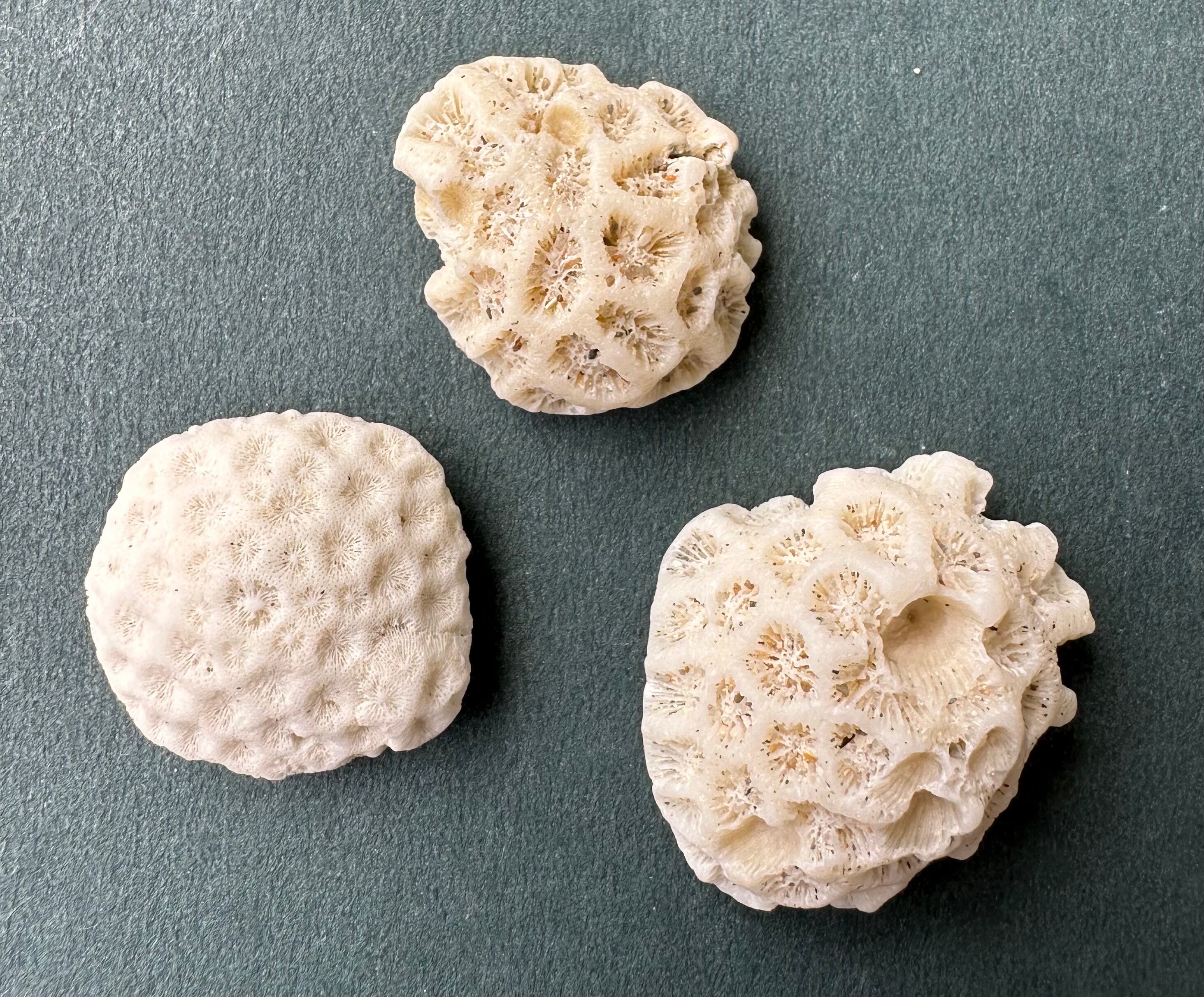Rare Coral Fossil Reef Rocks 12 Pcs - Etsy