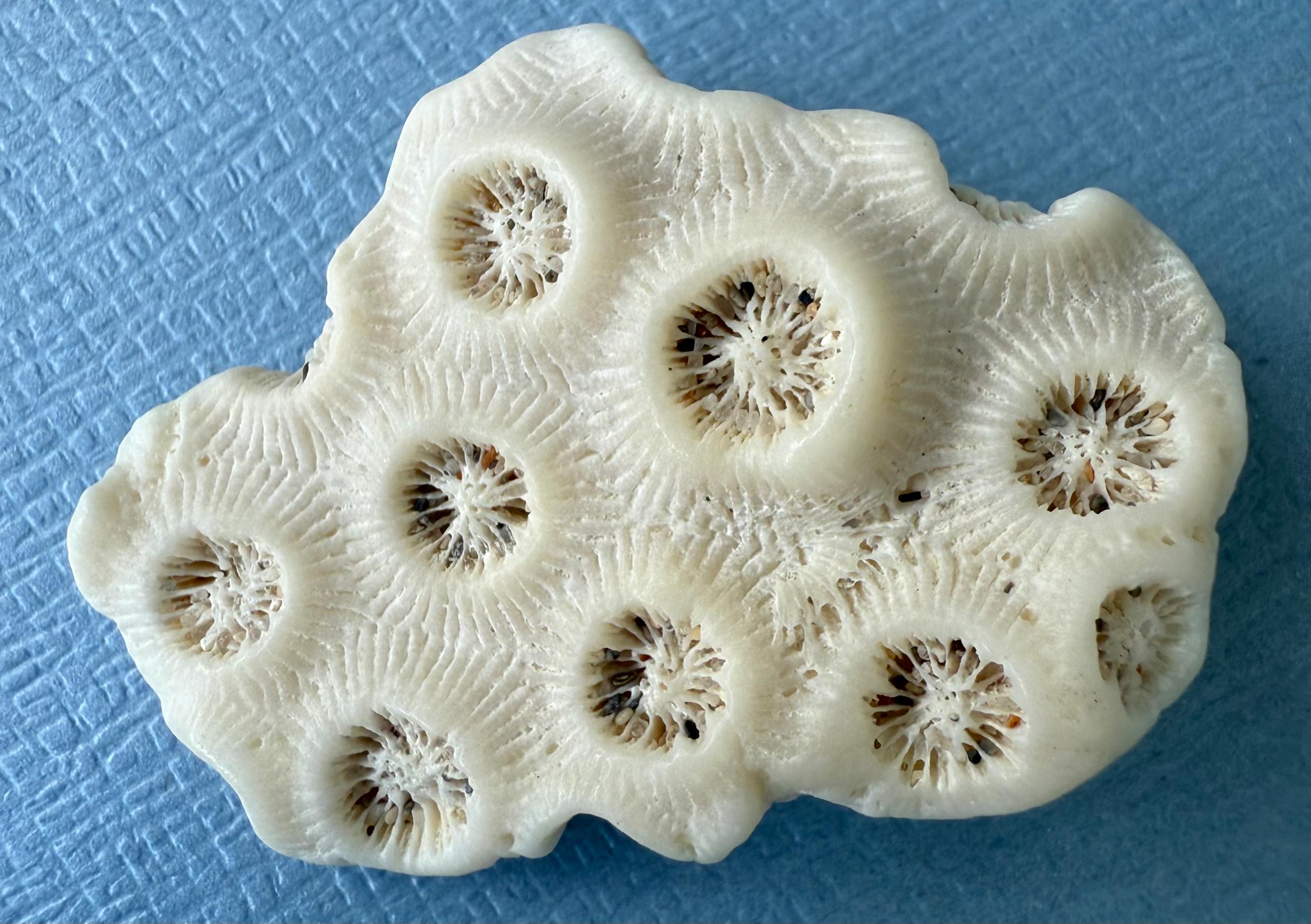 Natural Coral Fossil Rocks 17 Pcs - Craft Supplies - Coastal Home Decor ...