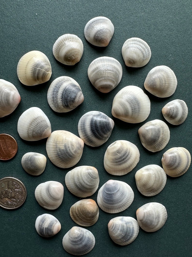 Rare Sea Shells 20pcs Florida - Etsy